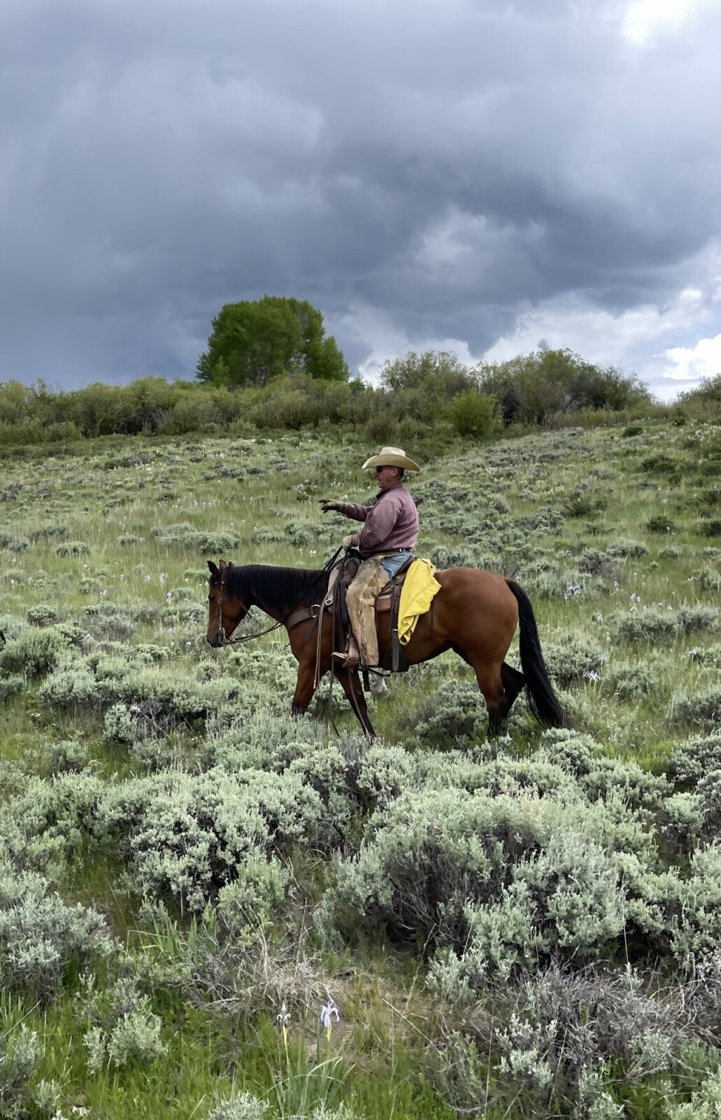 Elk Bugle - Silver Spur Ranches