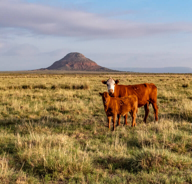 The Bell - Silver Spur Ranches